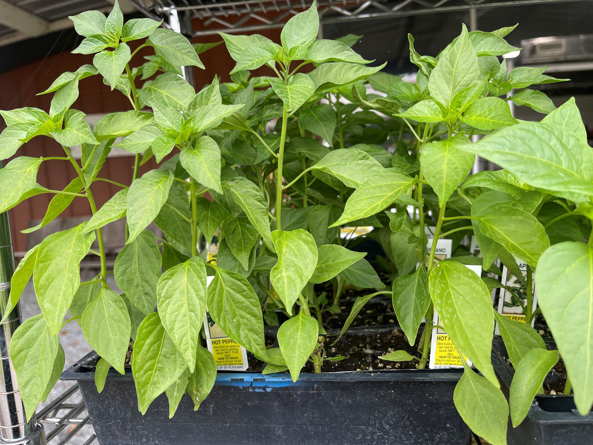 Horstmeyer Farm and Garden