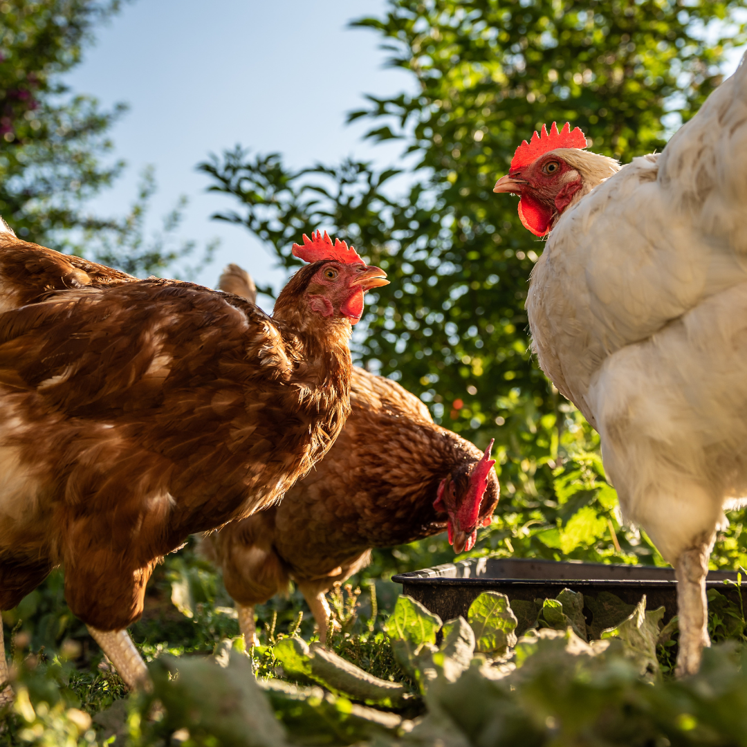 Horstmeyer Farm and Garden